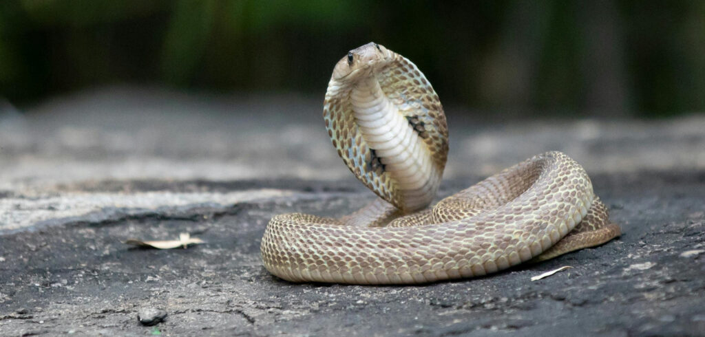 GET INVOLVED - Snake Rescue Team