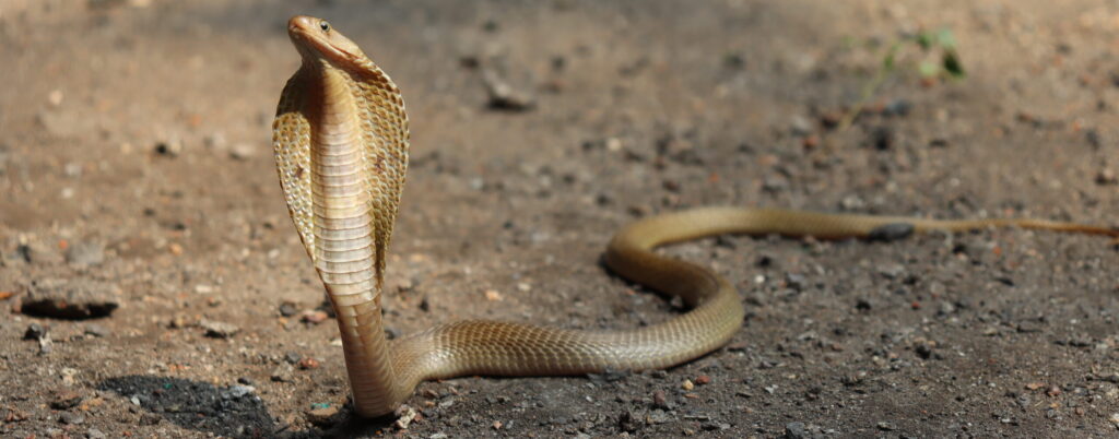 OUR WORK - Snake Rescue Team