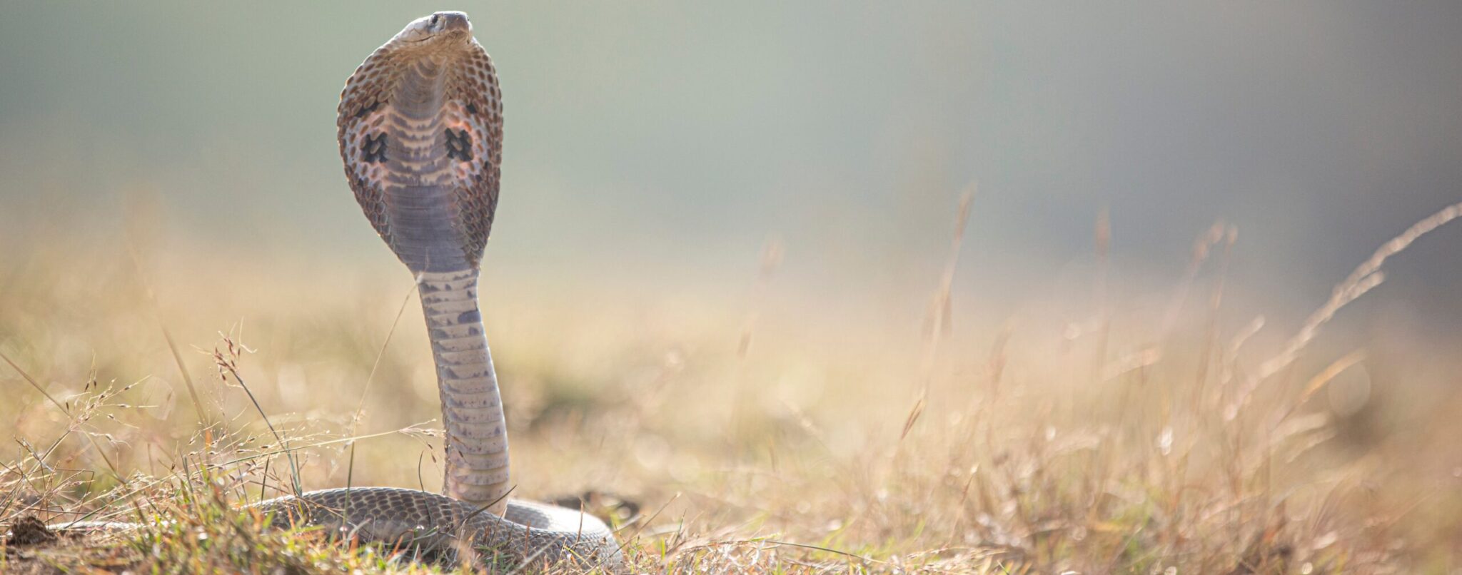 Snake Anatomy Explained: Internal Organs, Skeleton & Body Systems